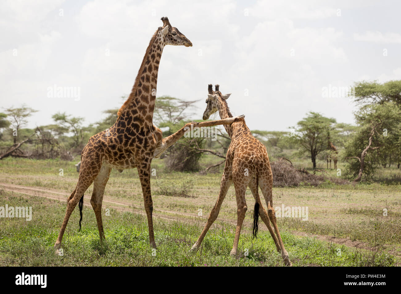 Fighting mammals hi-res stock photography and images - Alamy