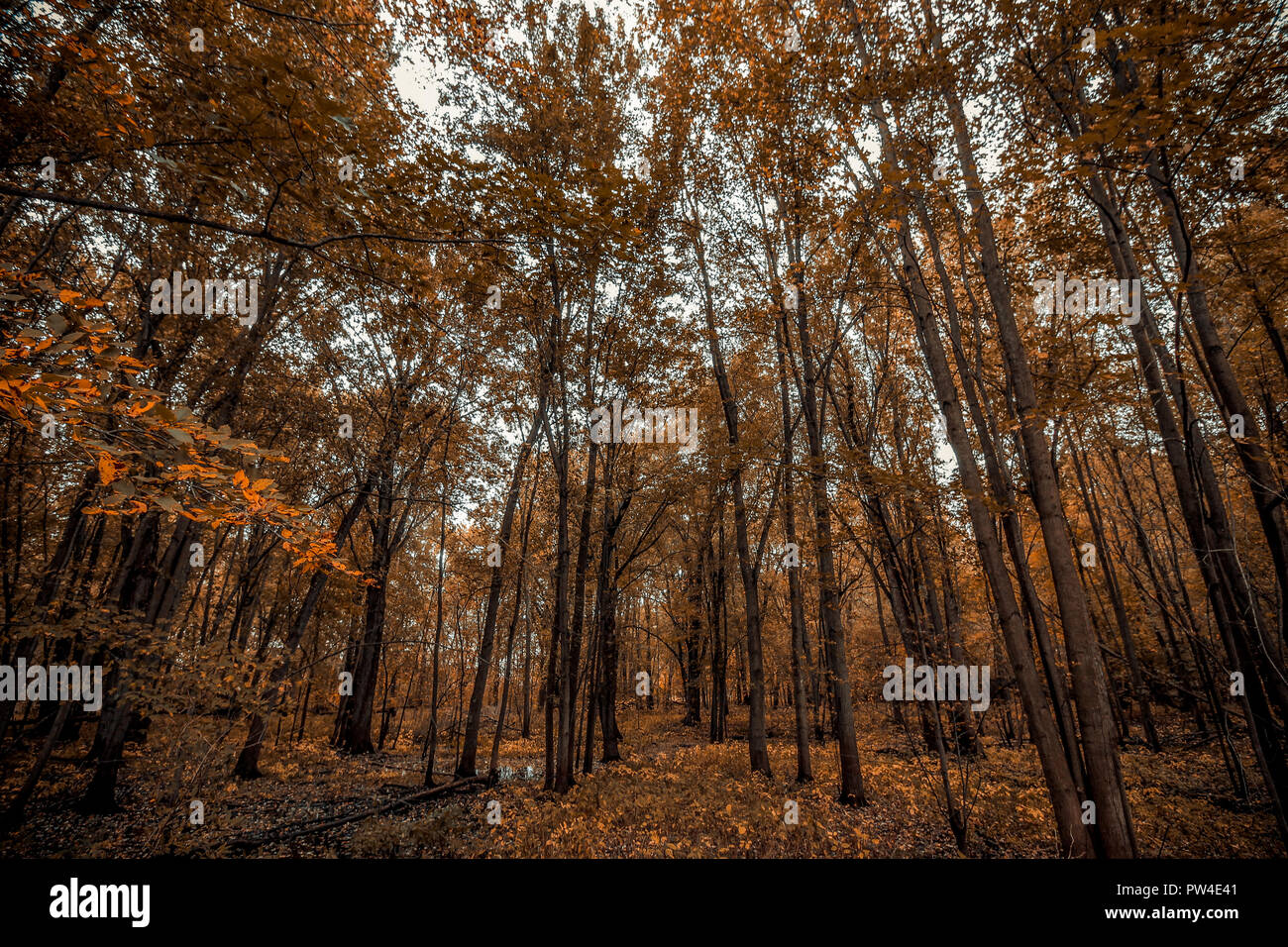 Michigan fall foliage hi-res stock photography and images - Alamy