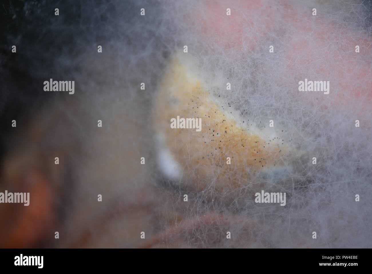 Mold, or mould: rampant mycelium spores diffuse the decaying fruit and ...