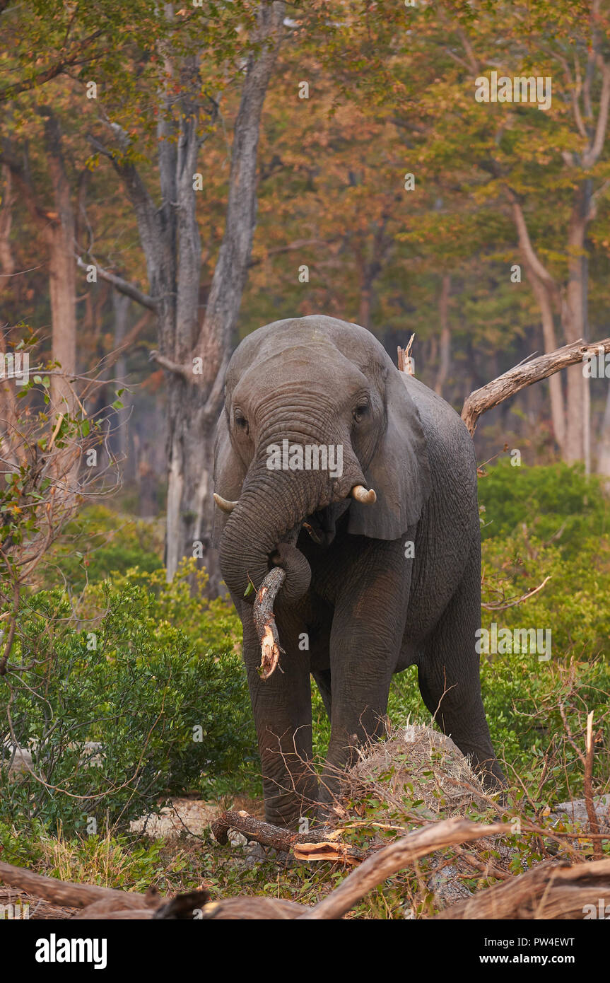 african elephant in forest chewing on a tree branch, face on Stock ...