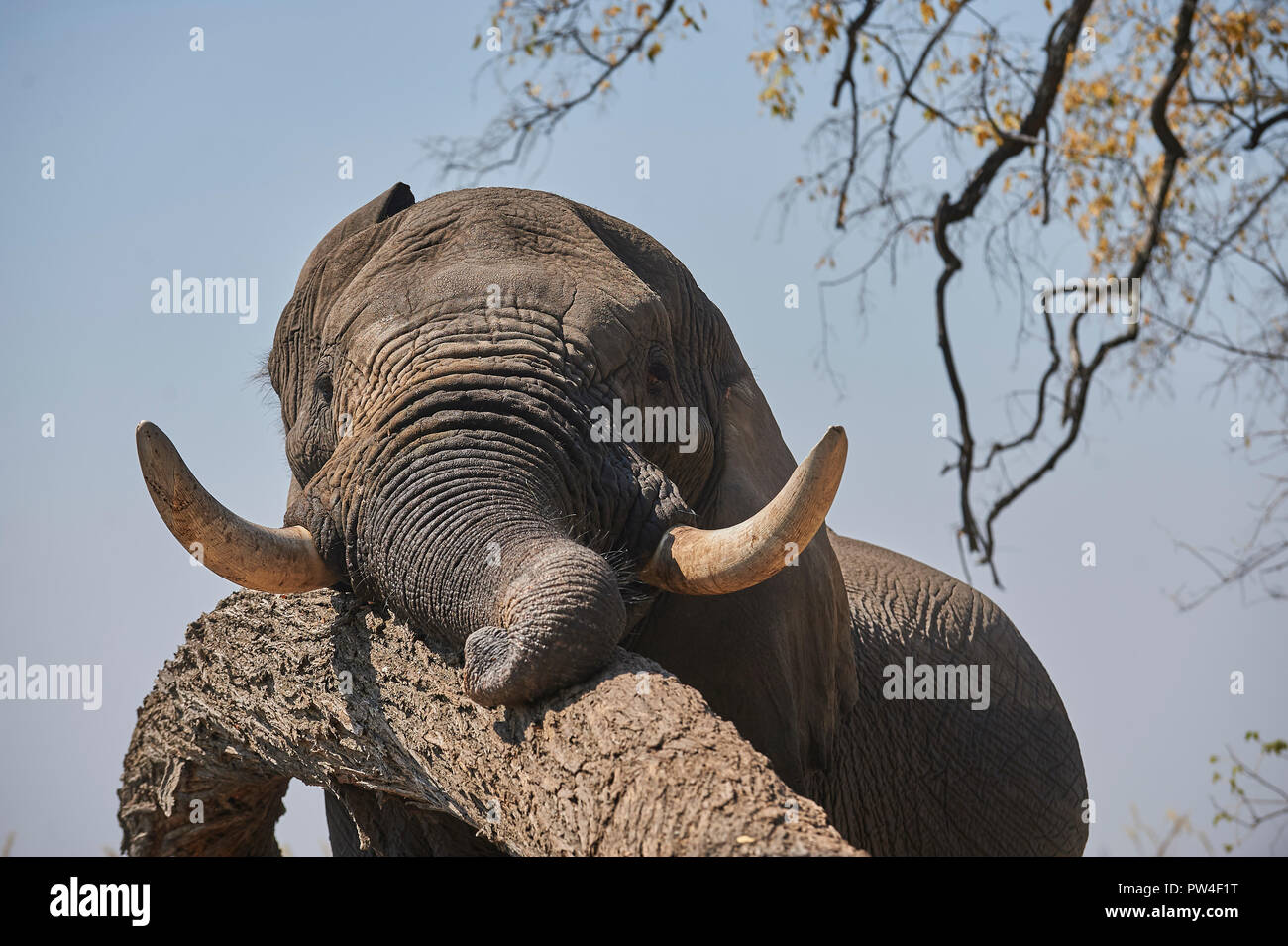 Elephant scratching hi-res stock photography and images - Alamy