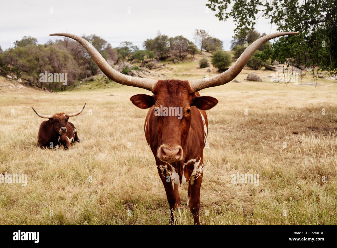 Texas longhorn cattle hi-res stock photography and images - Alamy