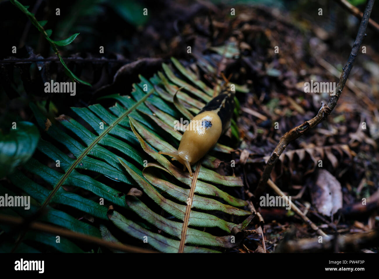 Yellow Banana Slug High Resolution Stock Photography and Images - Alamy
