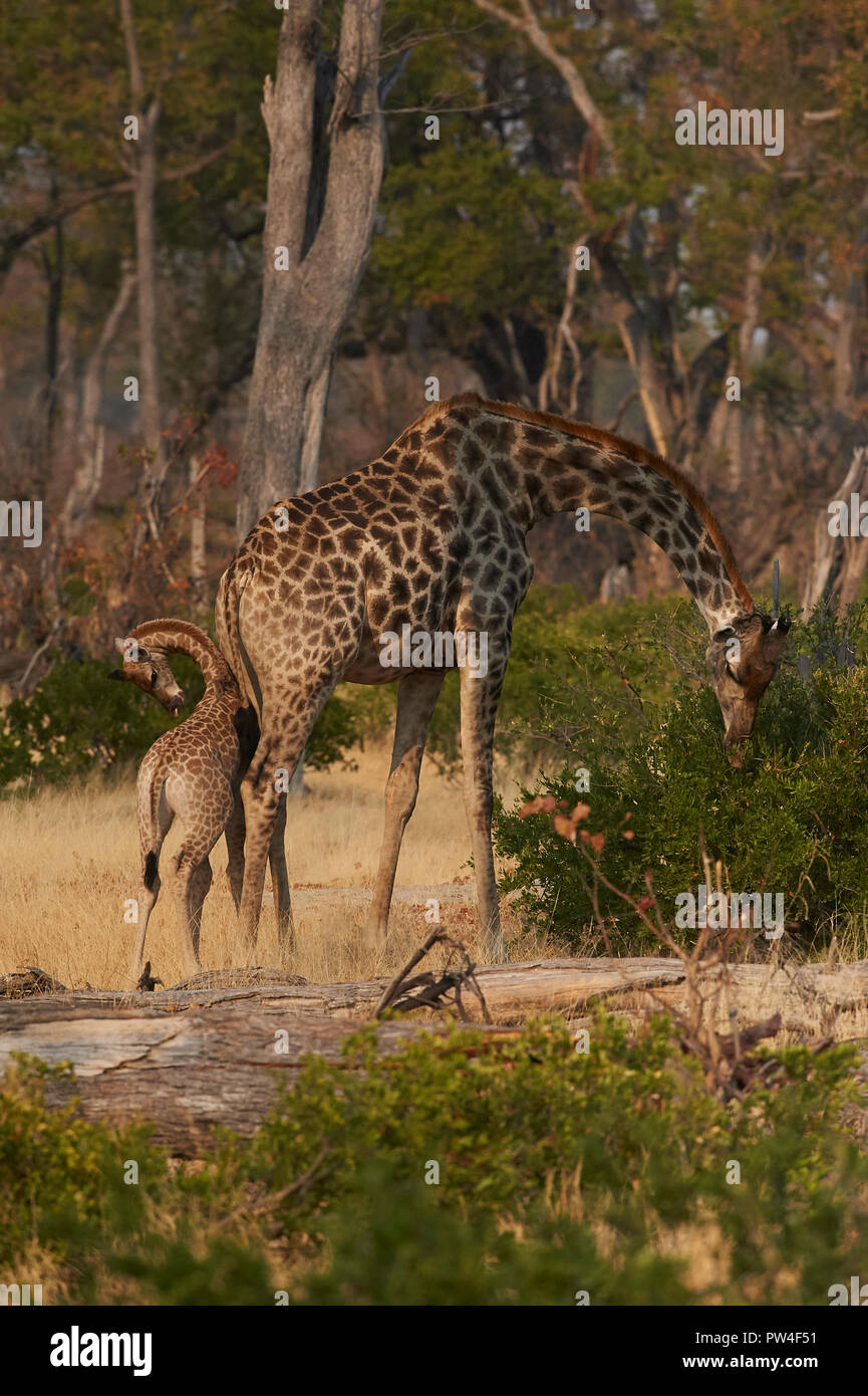 Delta forest hi-res stock photography and images - Alamy