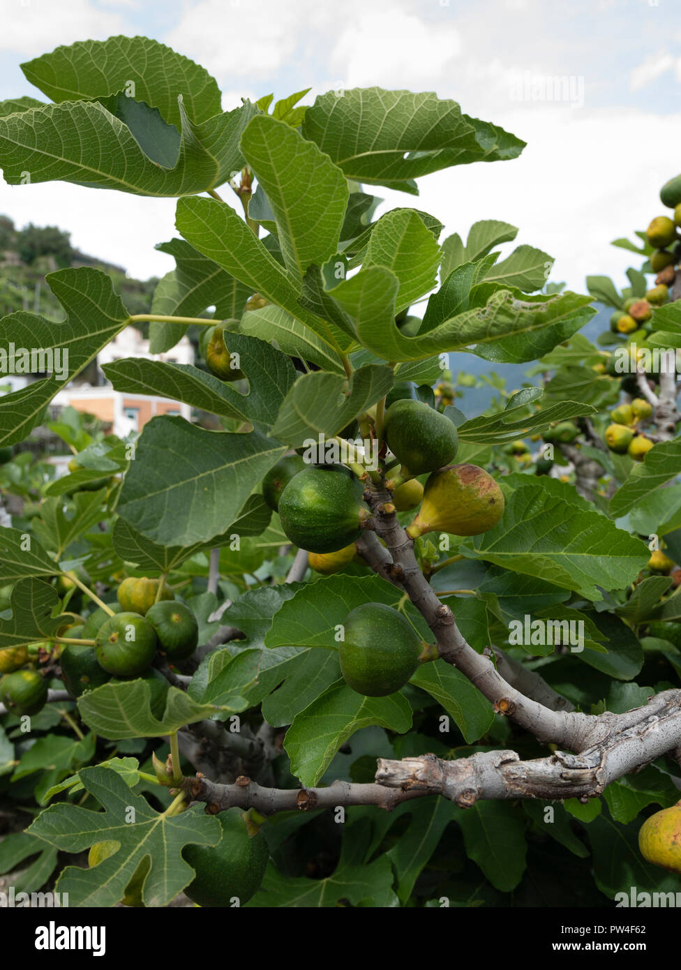 Fig tree fruit hi-res stock photography and images - Alamy