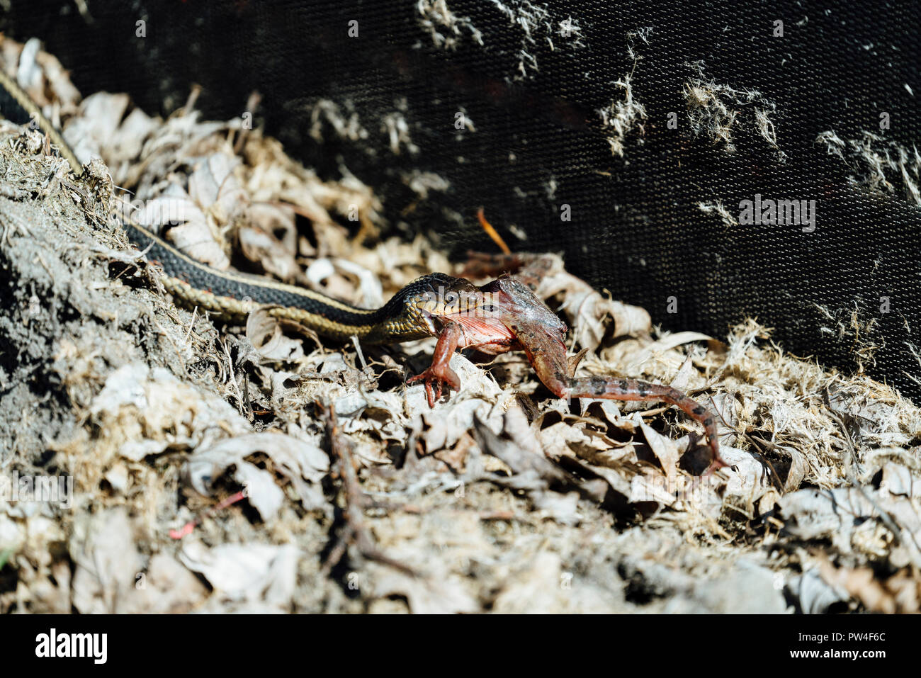 Snake eating frog hi-res stock photography and images - Alamy