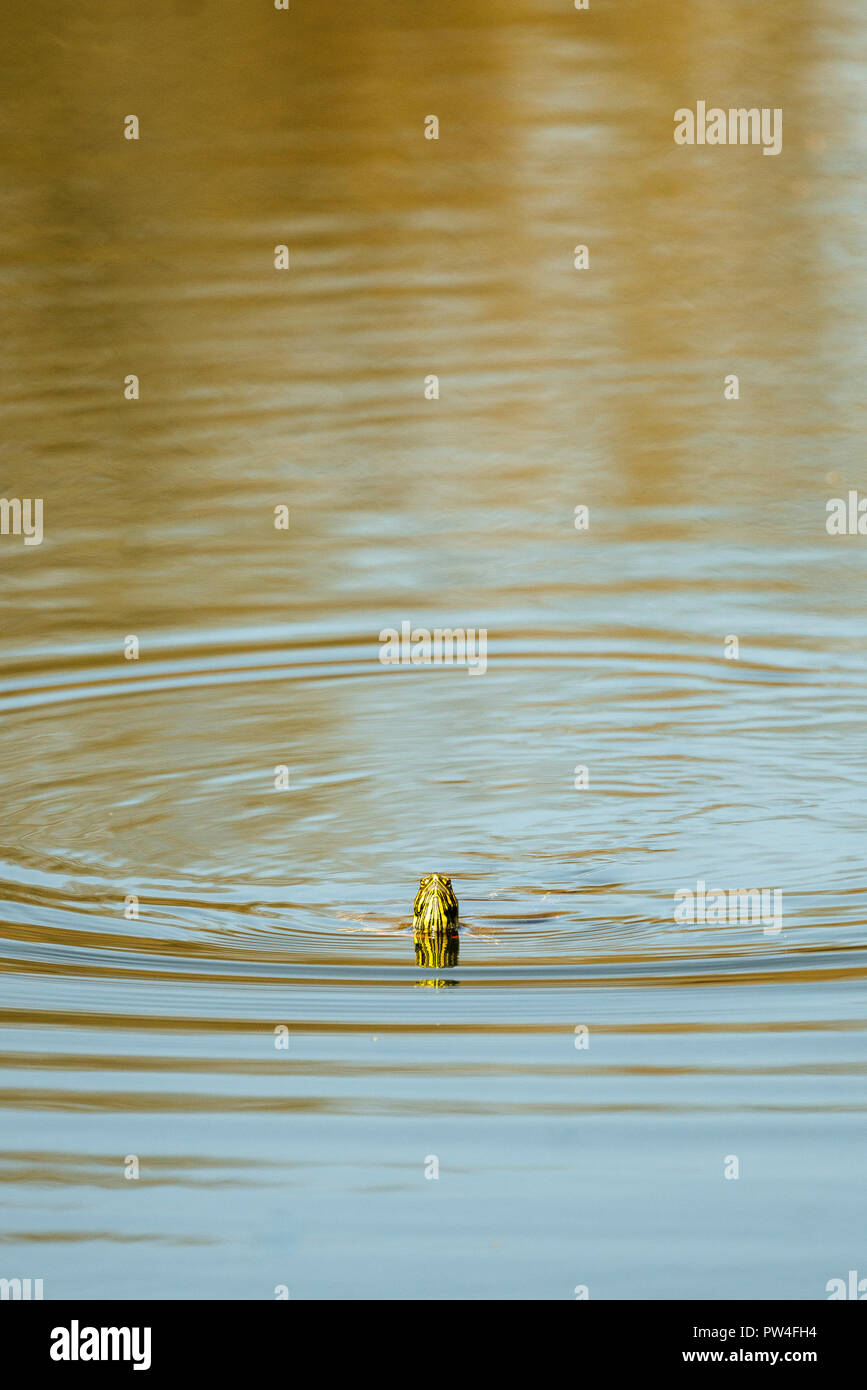 Painted turtle swimming in lake Stock Photo - Alamy