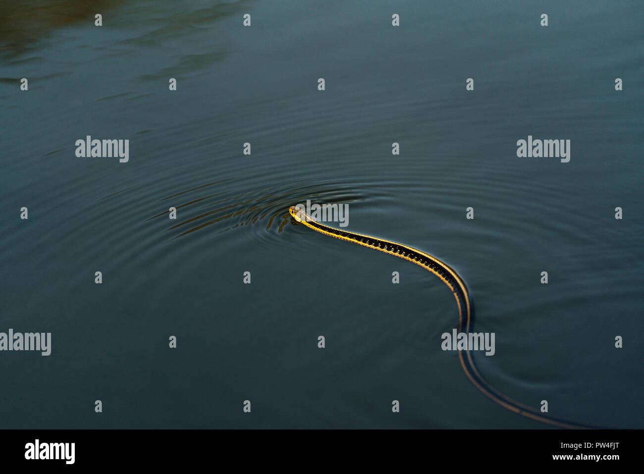 Swimming snake hi-res stock photography and images - Alamy