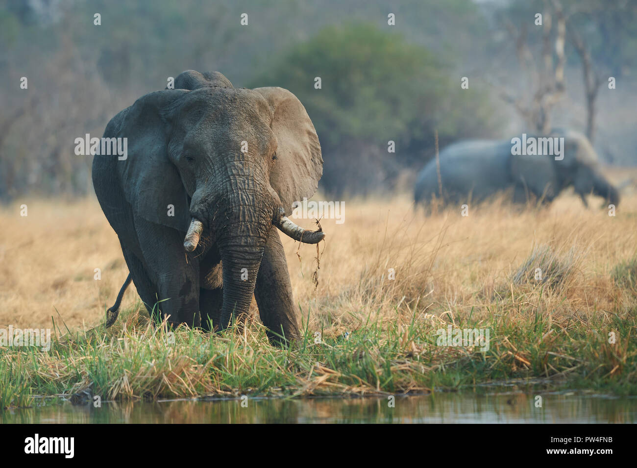 african elephant old bull feeding on river bank Stock Photo - Alamy