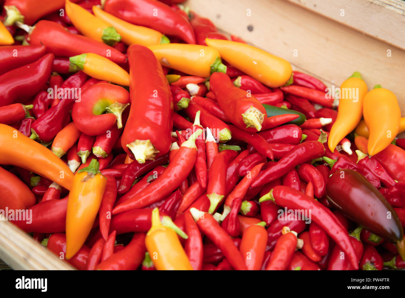 Purple Chilli High Resolution Stock Photography and Images - Alamy