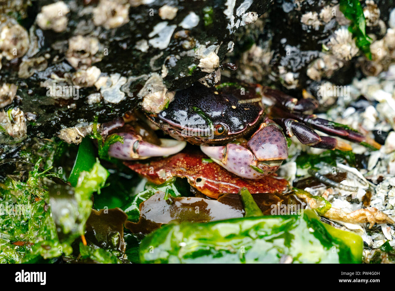 Crab sea animal pattern hi-res stock photography and images - Alamy