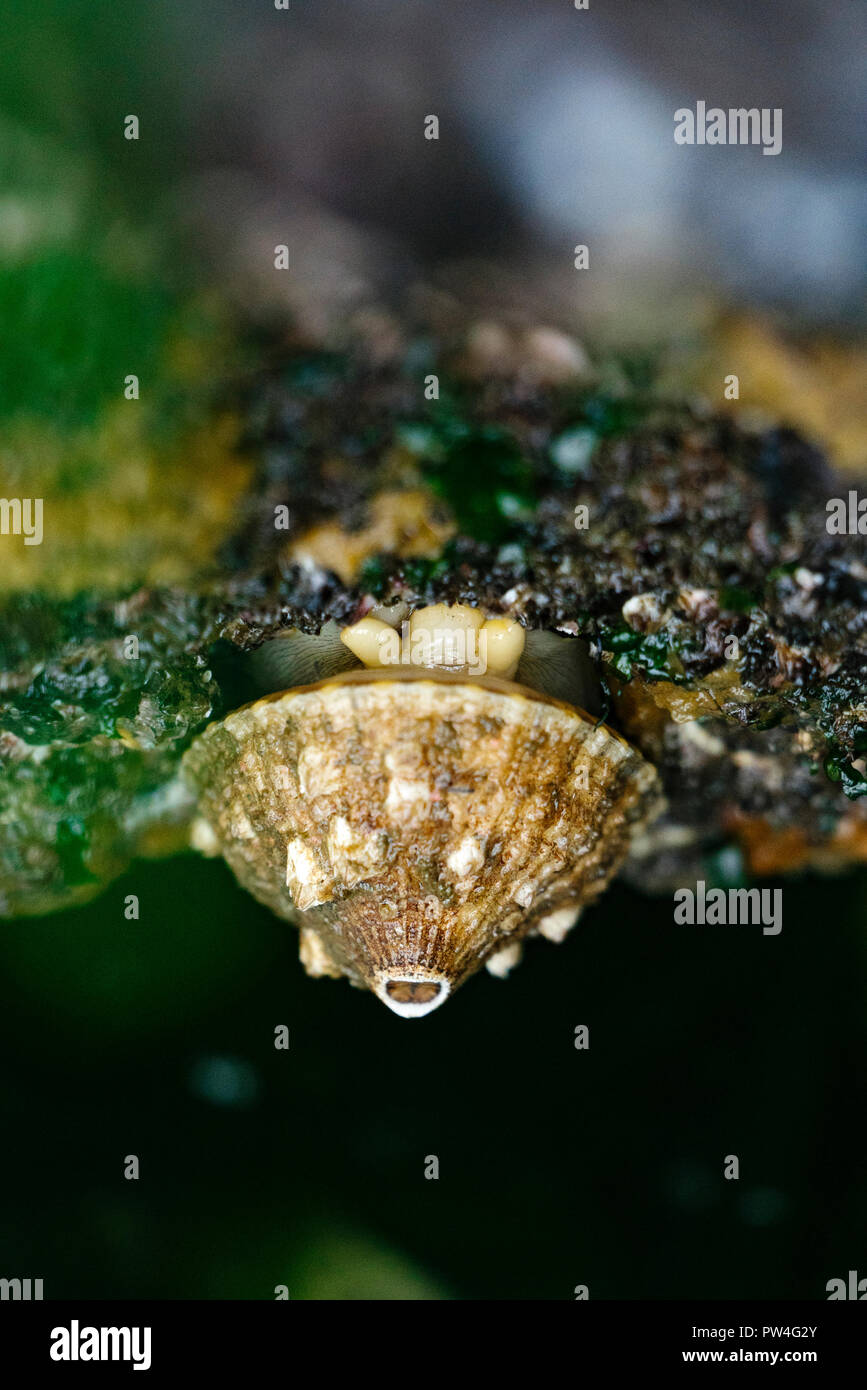 Close-up of clam on rock Stock Photo - Alamy