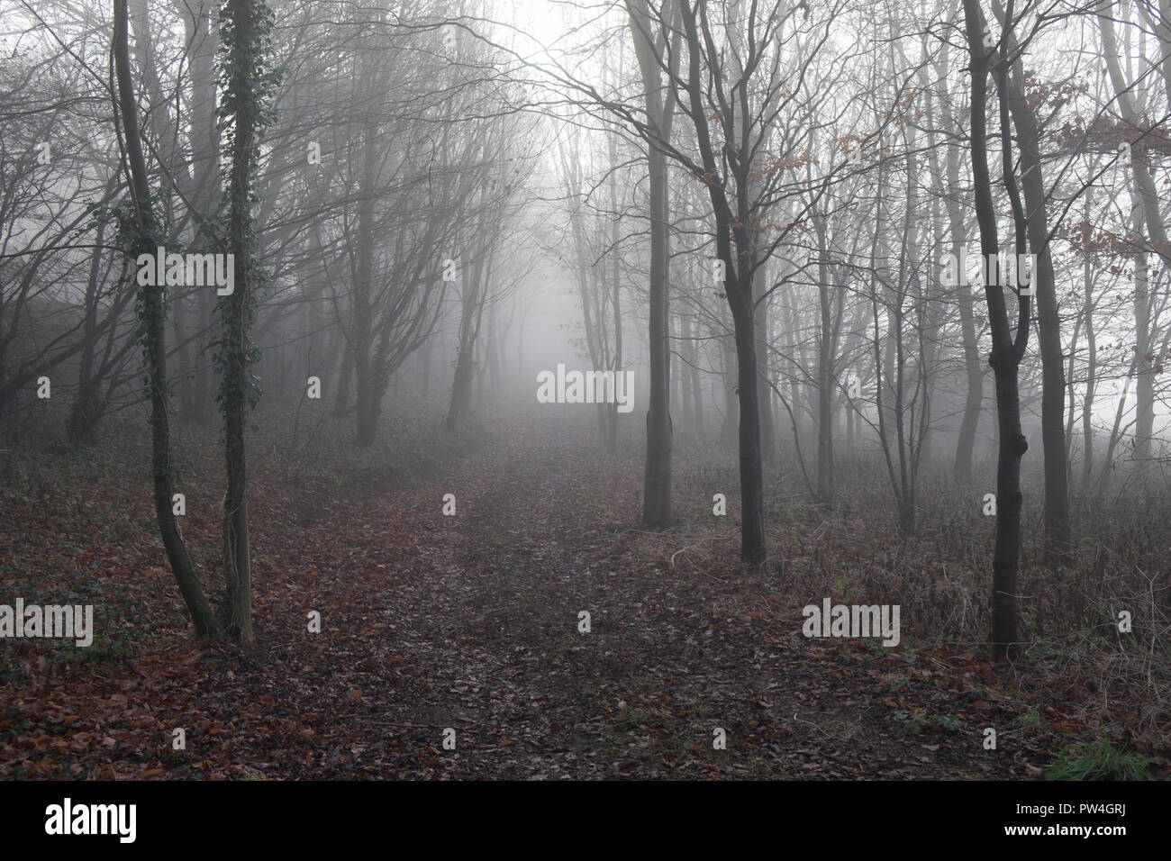 Misty autumn morning with trees in English countryside near Shenington ...
