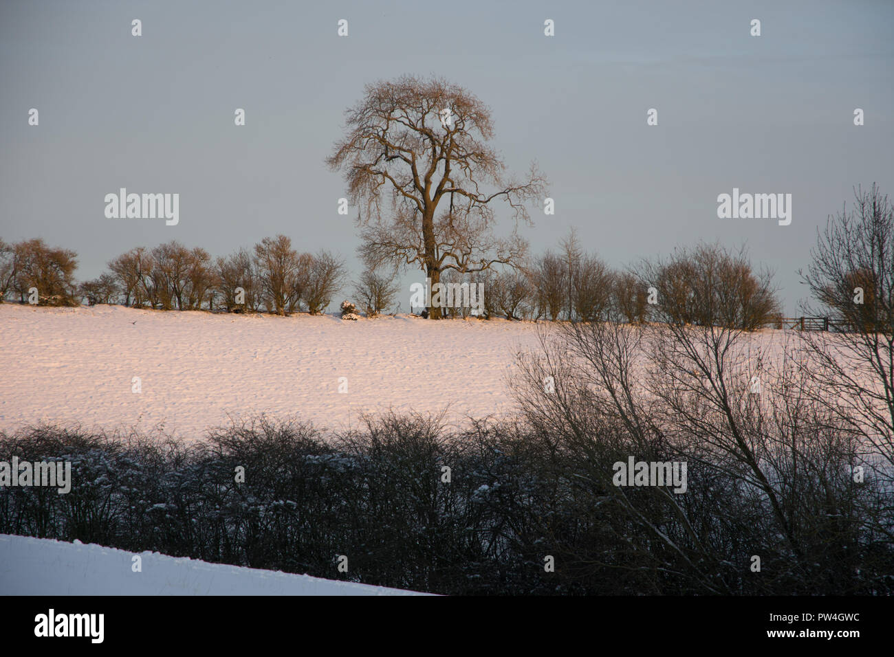 Winter rural scene with snowy fields and trees near Shenington ...