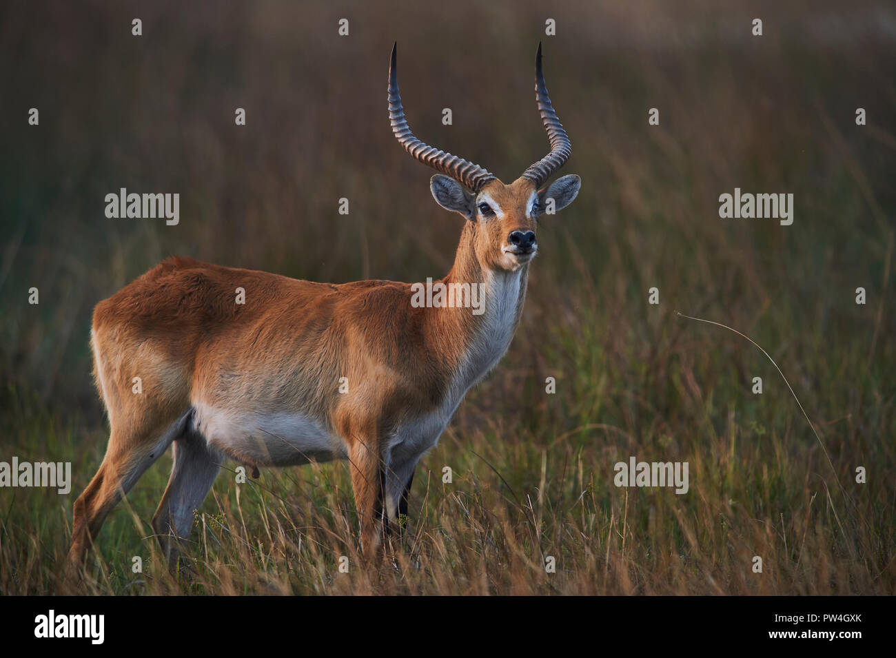 Male red lechwe hi-res stock photography and images - Alamy