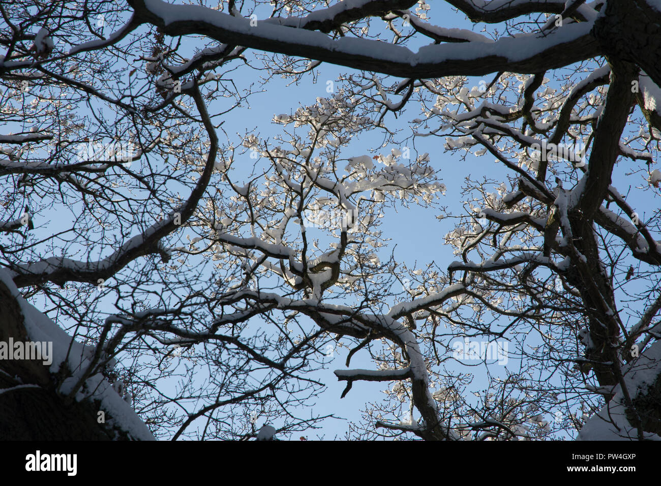 Blue sky through branches hi-res stock photography and images - Alamy
