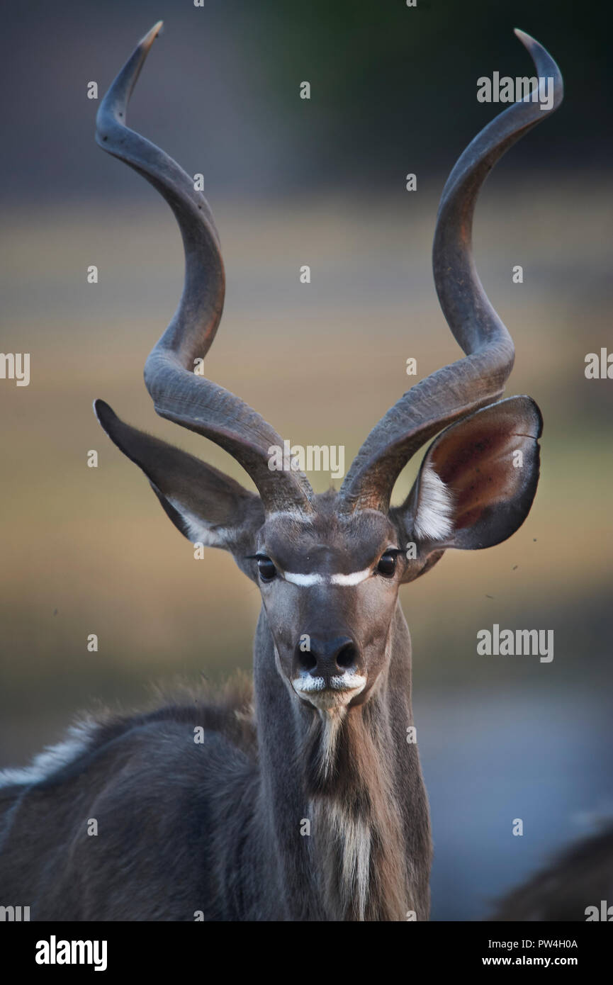 Male red lechwe hi-res stock photography and images - Alamy
