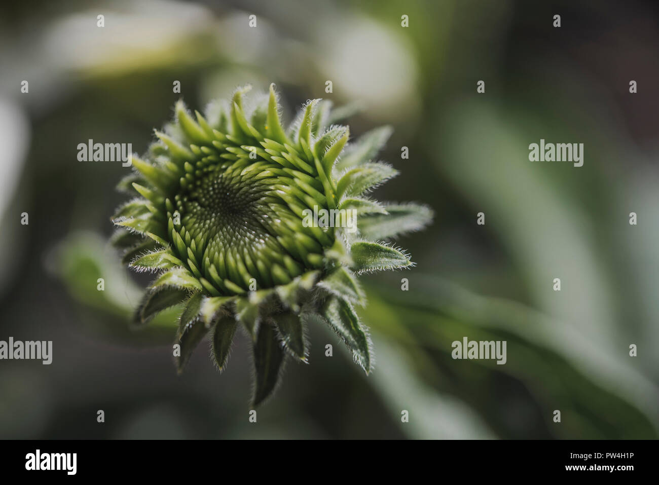 High growing petals hi-res stock photography and images - Alamy