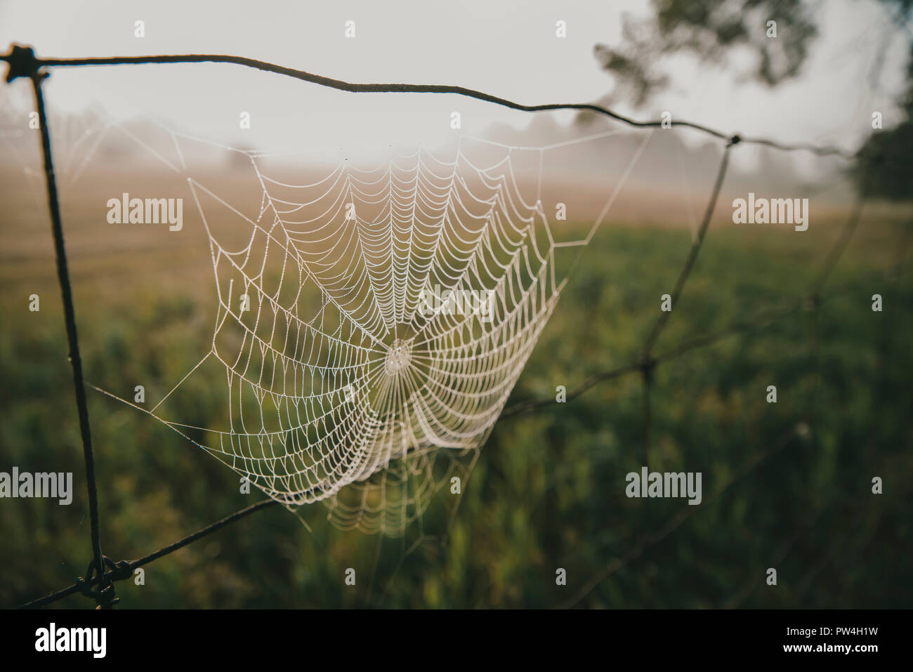 Hanging with spider web hi-res stock photography and images - Alamy