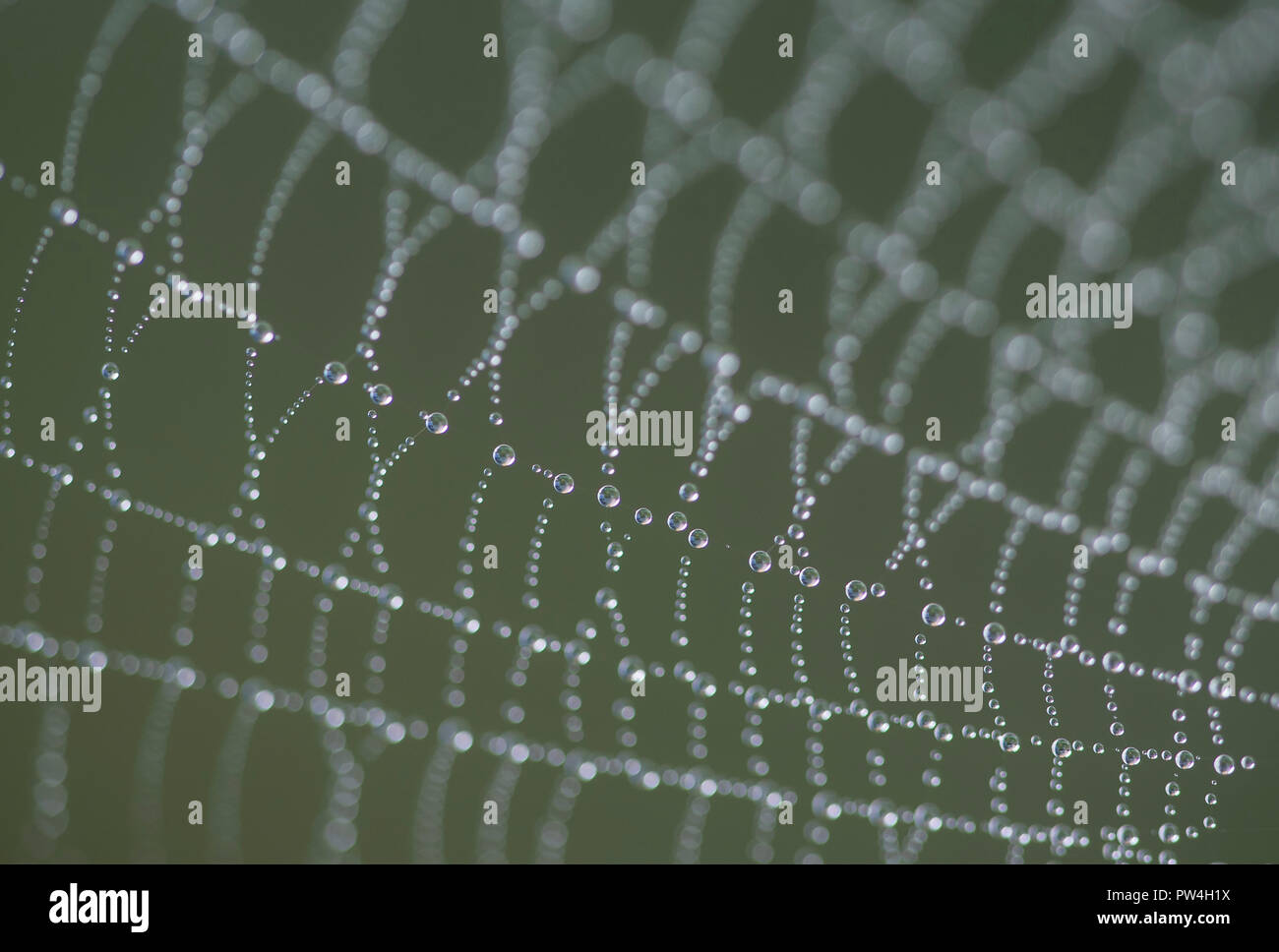 Wet spider hi-res stock photography and images - Alamy