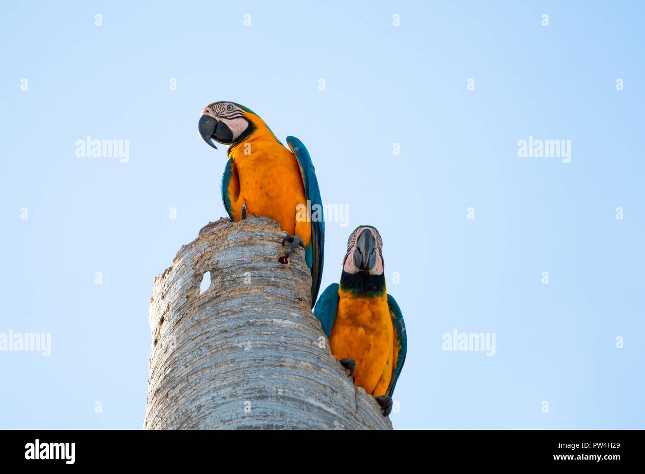 Snag wildlife habitat hi-res stock photography and images - Alamy