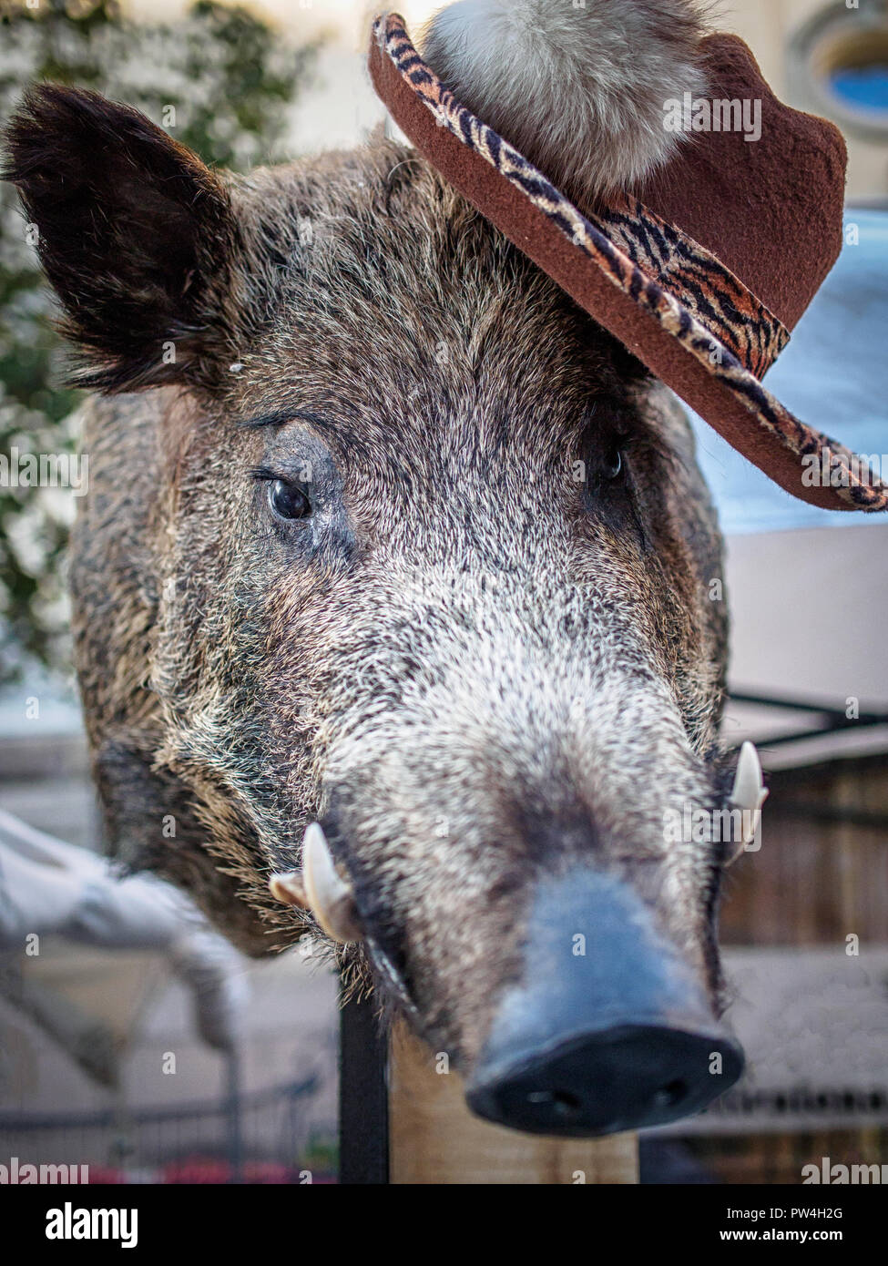 boar's head in a hat Stock Photo - Alamy