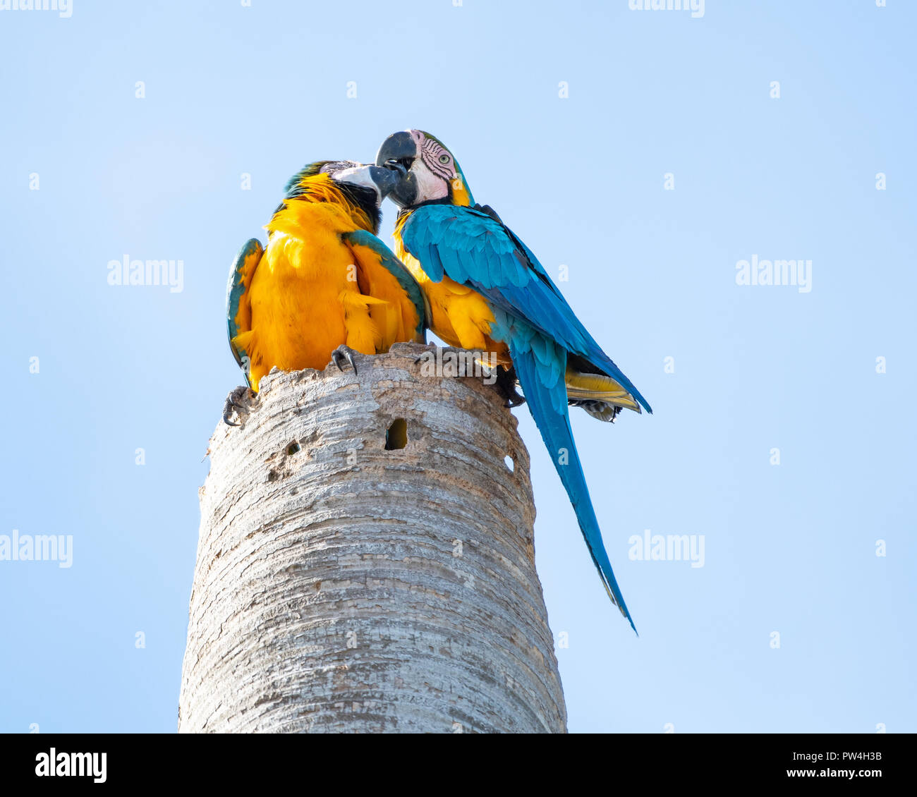 Macaws in the wild hi-res stock photography and images - Alamy