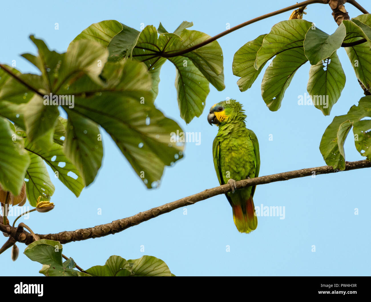 Orange winged amazon hi-res stock photography and images - Alamy