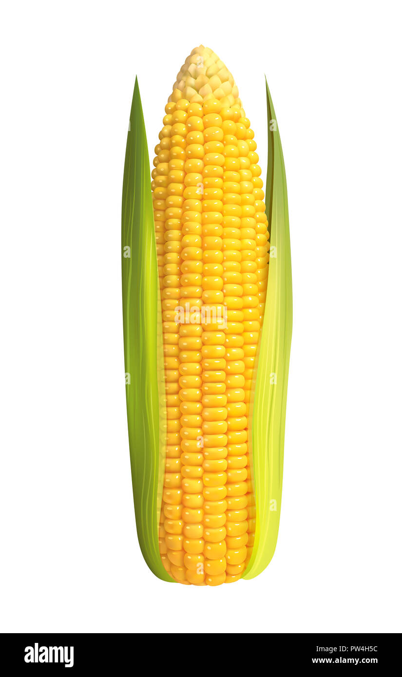 corn cob yellow vegetable harvest illustration Stock Photo - Alamy