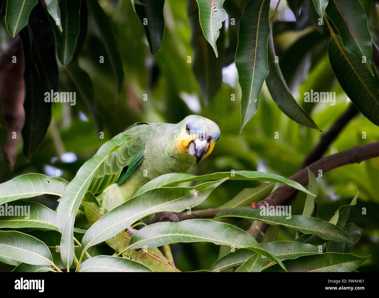 Amazon parrots hi-res stock photography and images - Alamy