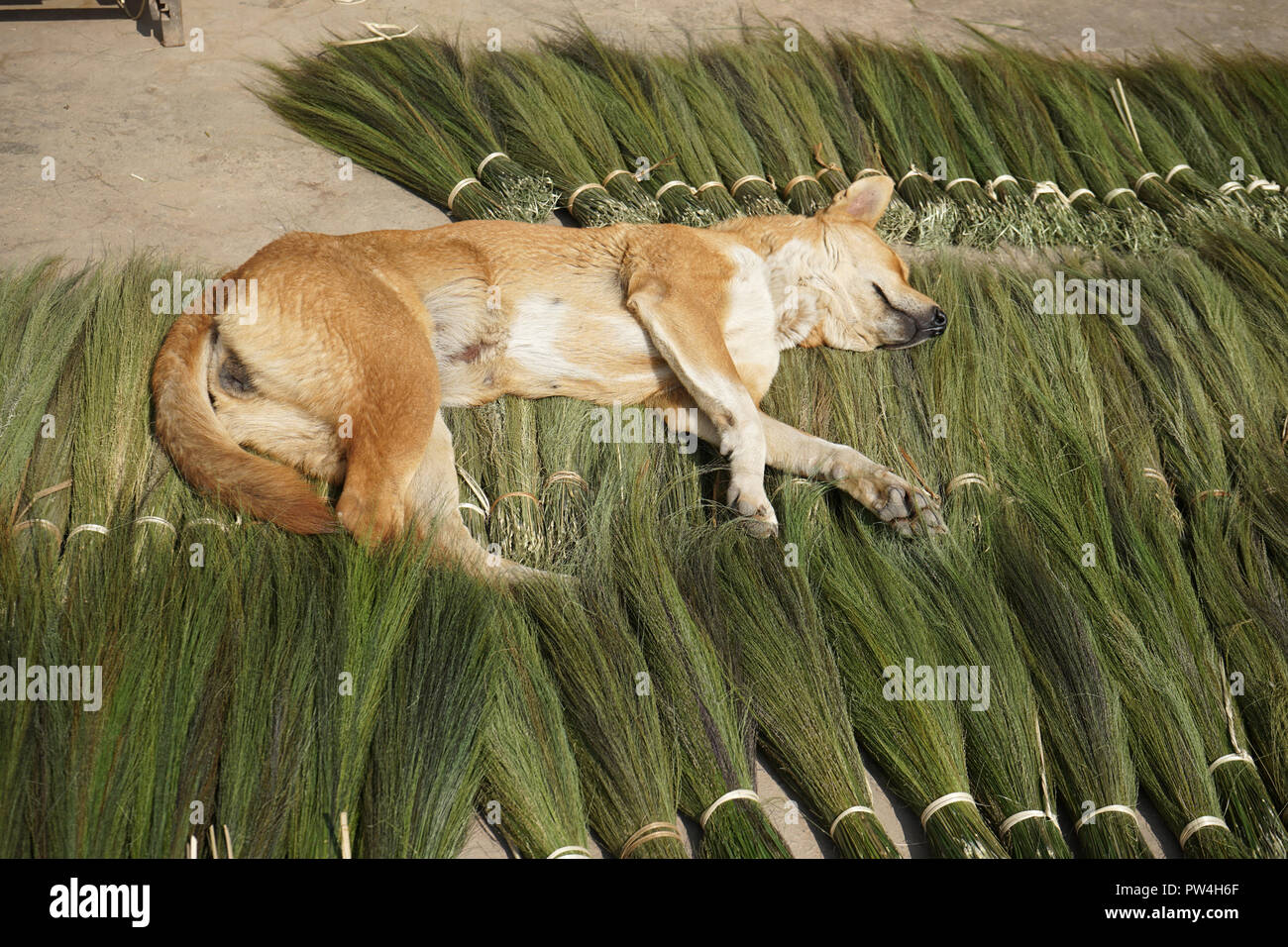 Pak peng hi-res stock photography and images - Alamy