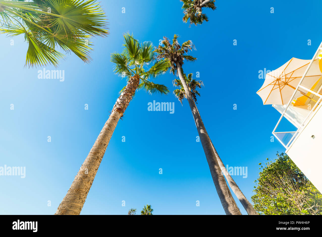 Palm trees in laguna hi-res stock photography and images - Alamy