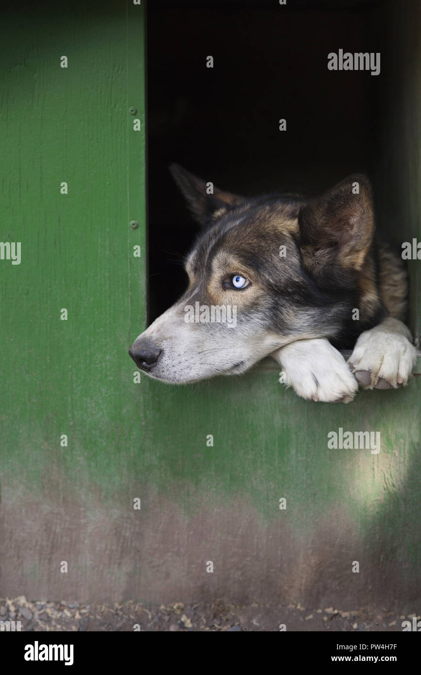 Dog looking away while peeking through window at Banff National Park ...