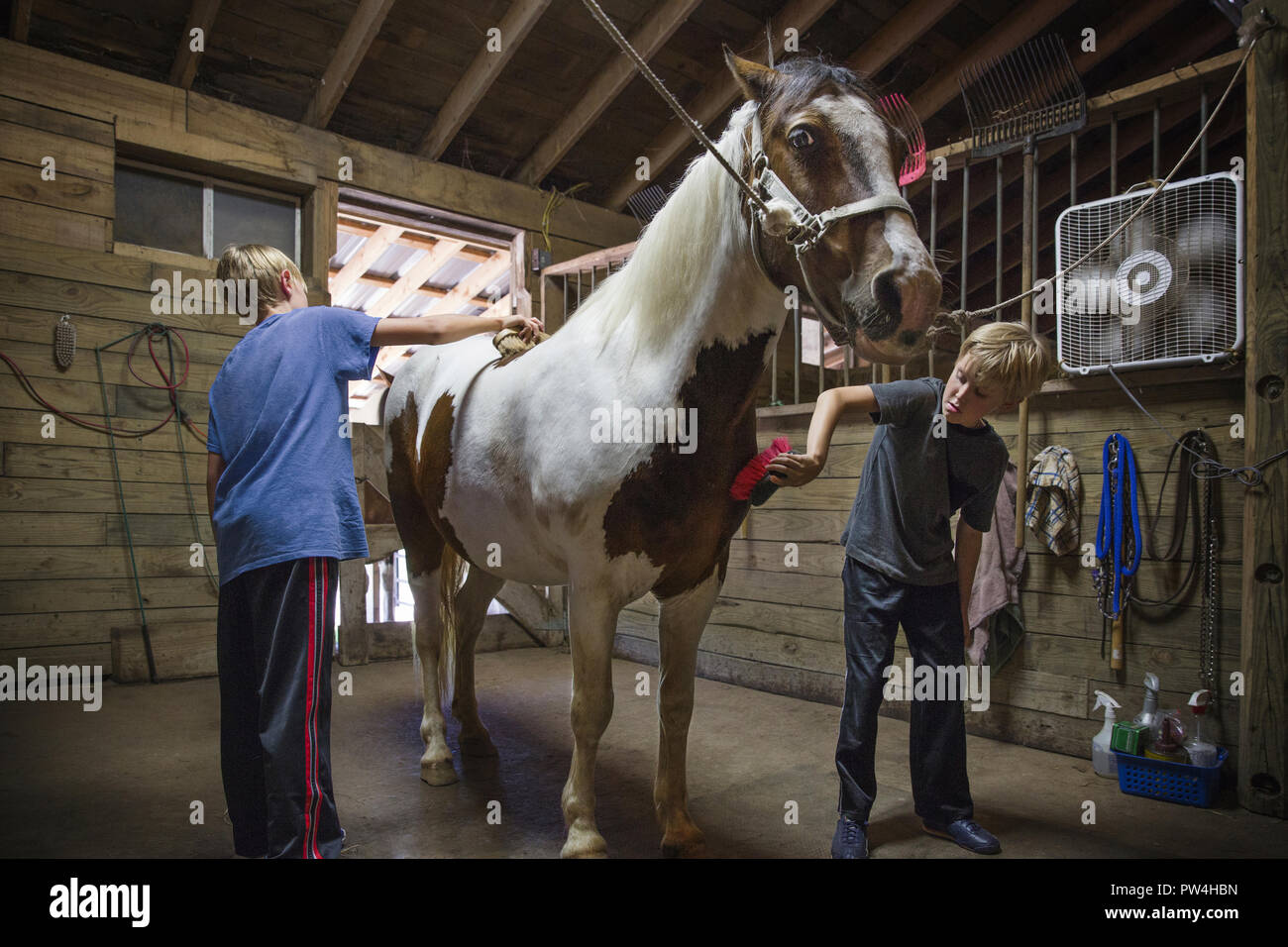 Brothers cleaning horse in stable Stock Photo - Alamy