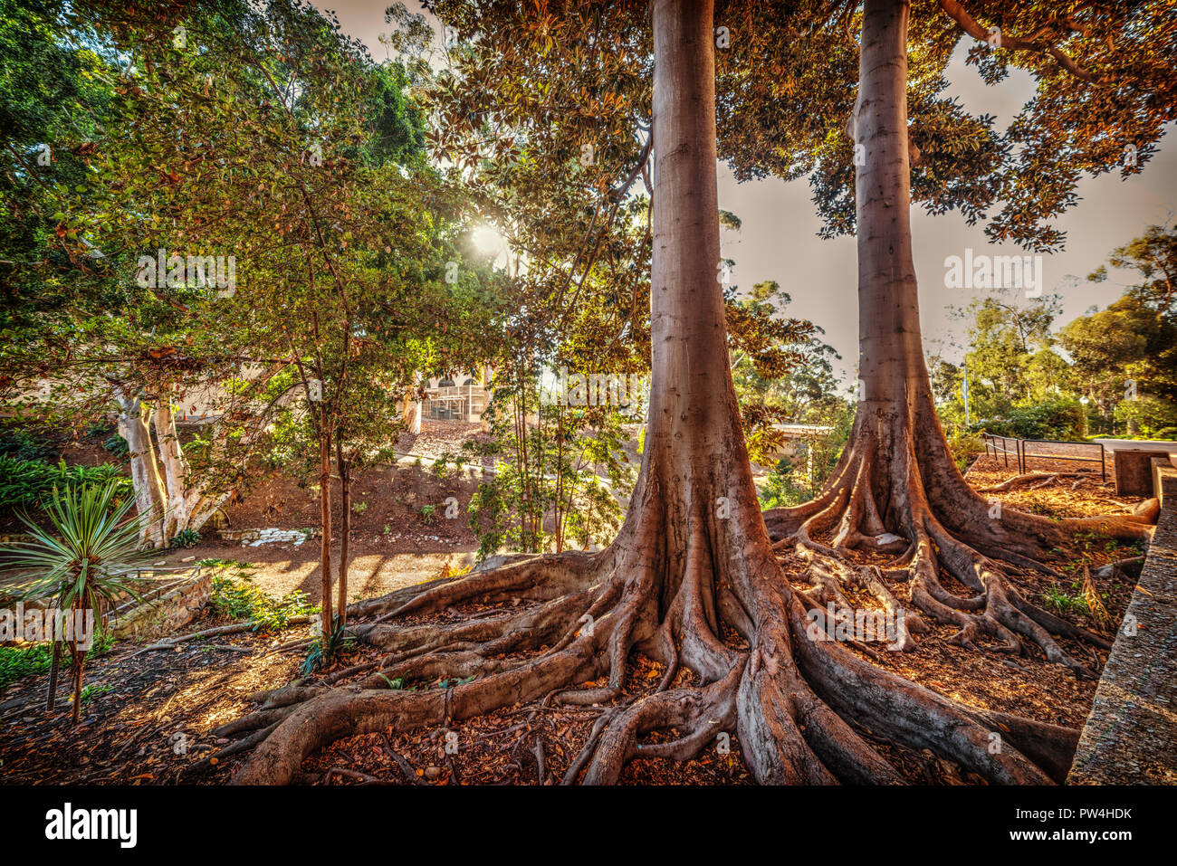 Huge roots in Balboa park, San Diego. Californa, USA Stock Photo - Alamy