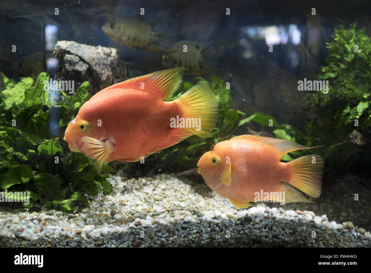 Large gold fish in aquarium hi-res stock photography and images - Alamy