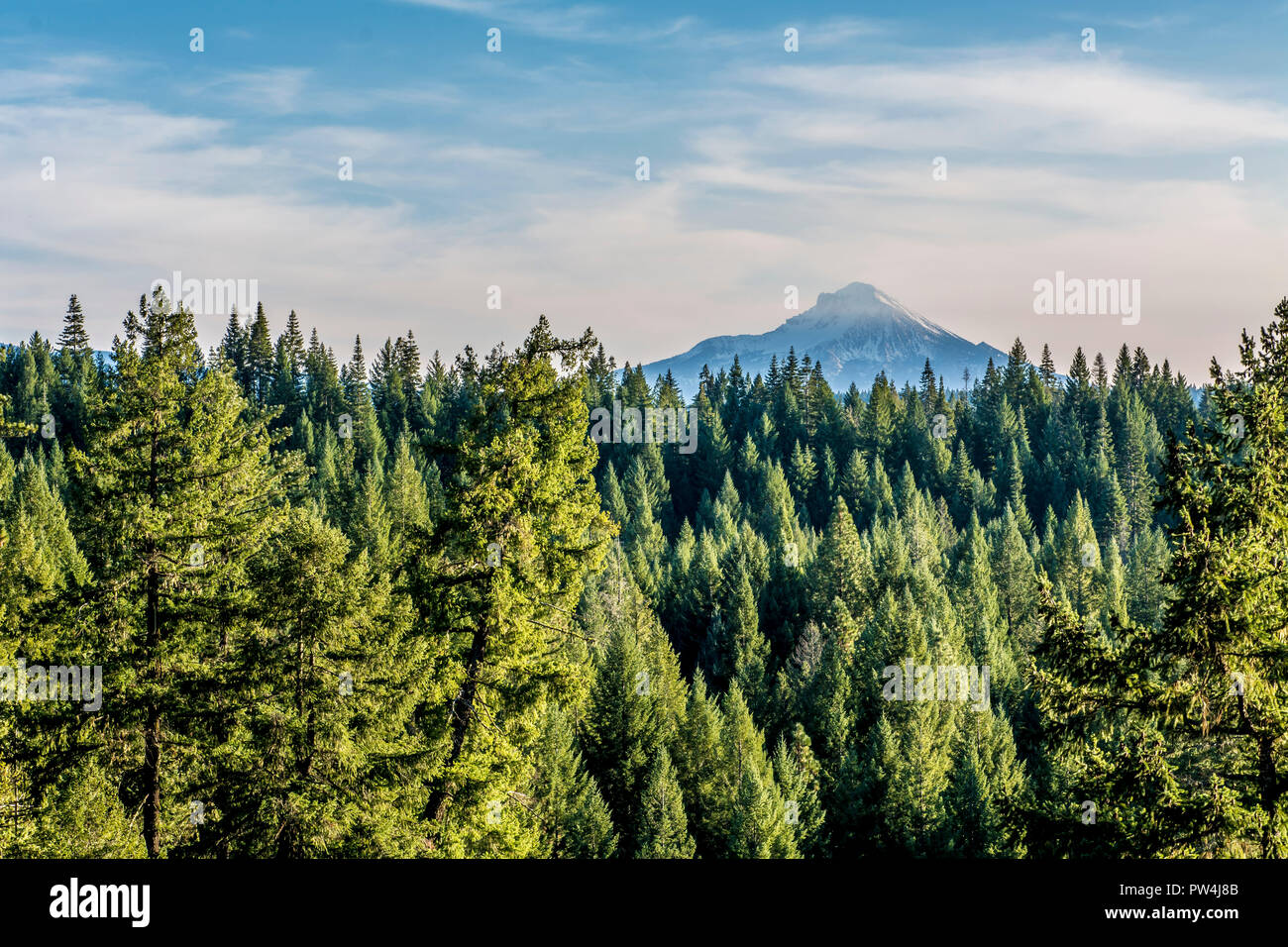 Mt Shasta seen behind a forest in Oregon Stock Photo - Alamy
