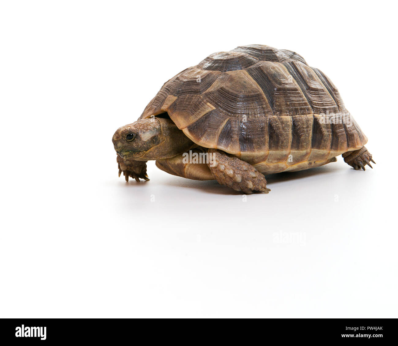 Mediterranean tortoise hi-res stock photography and images - Alamy