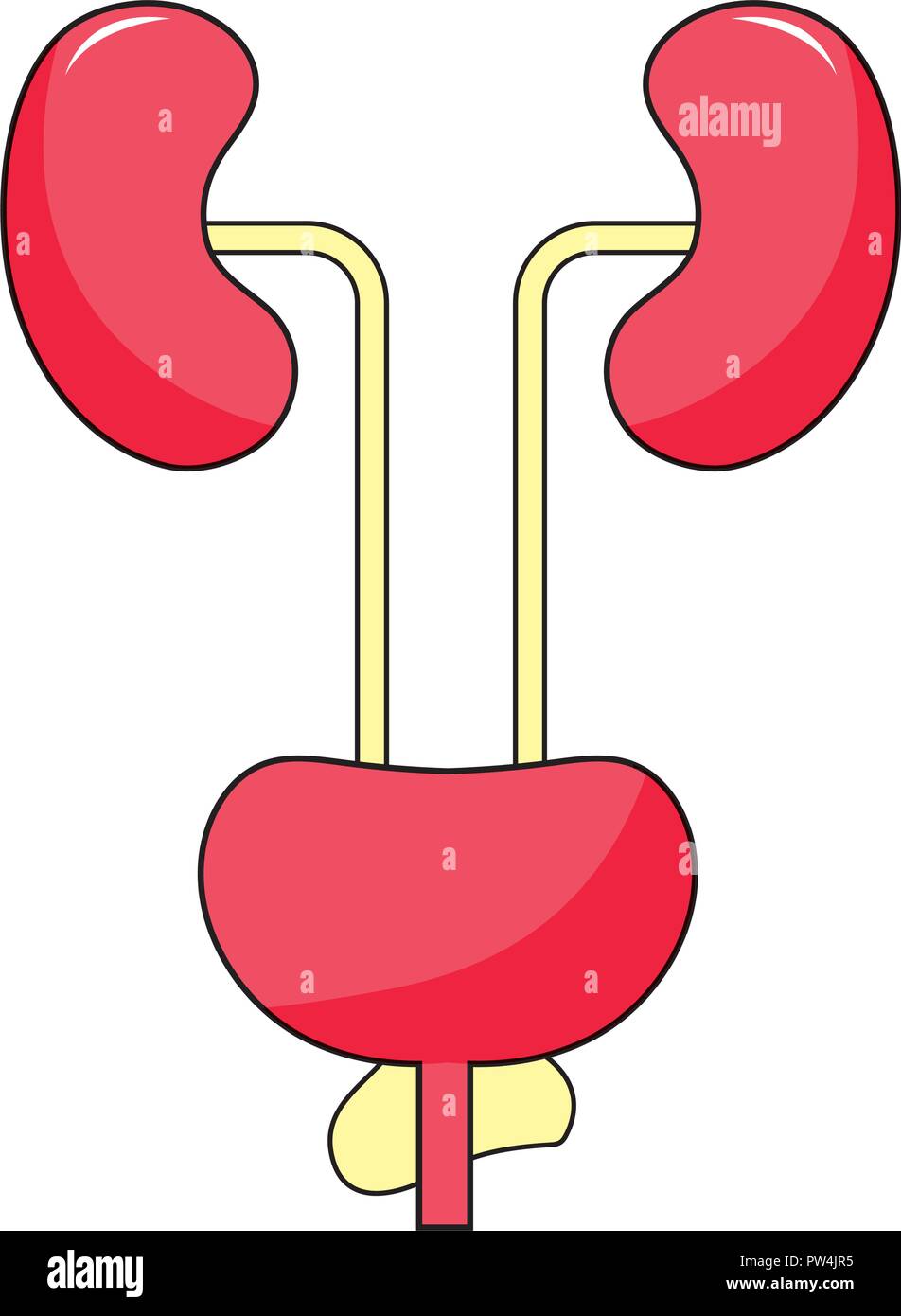 Human urinary system kidneys Stock Vector Images - Alamy