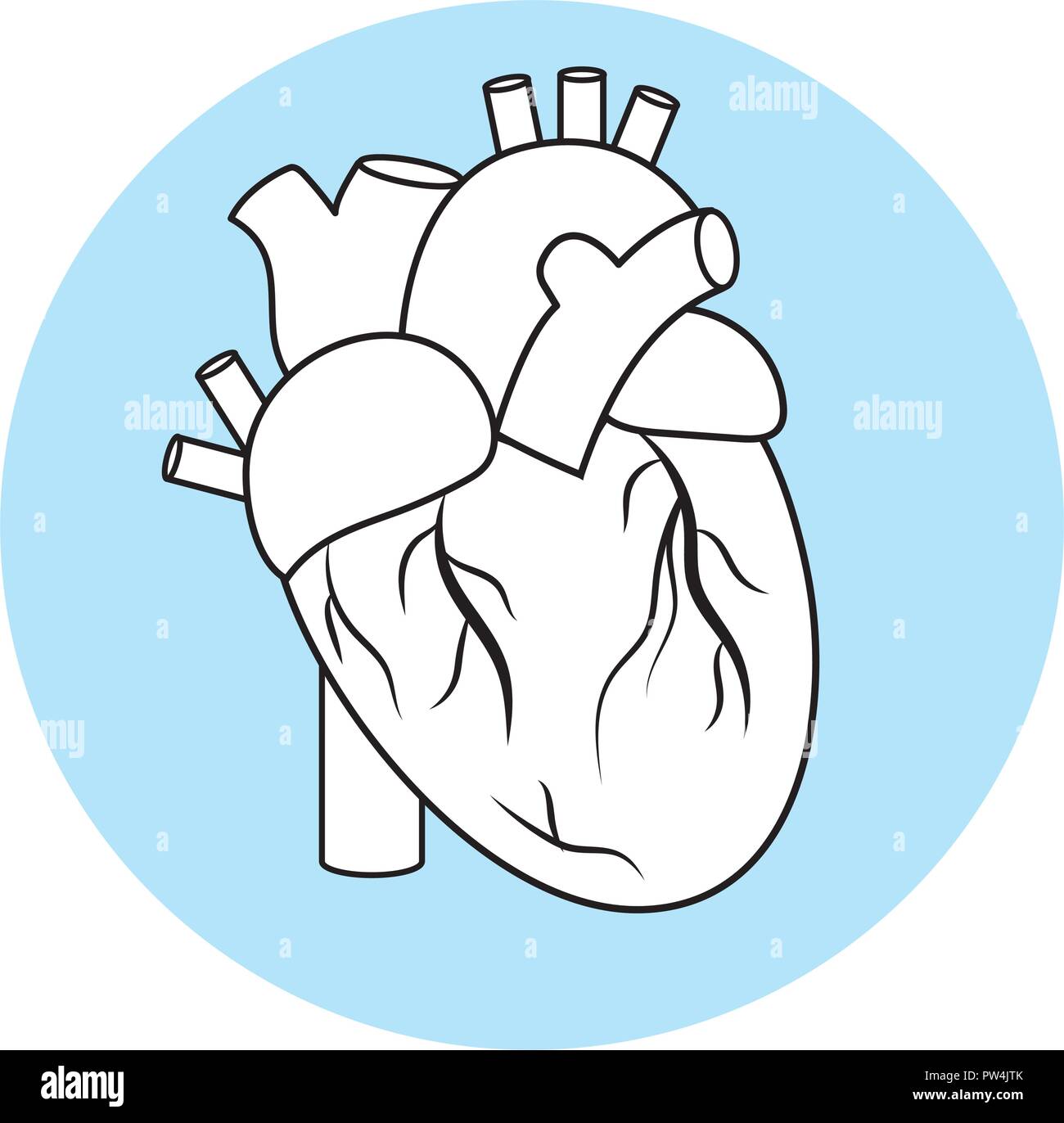 Human heart symbol Stock Vector Image & Art - Alamy
