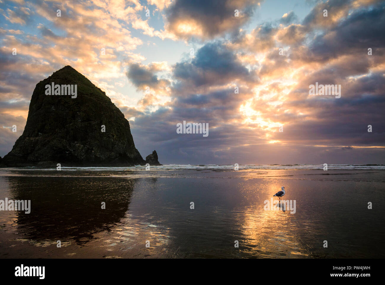 A lone seagull walks the beach near Haystack Rock, Cannon Beach, Oregon ...