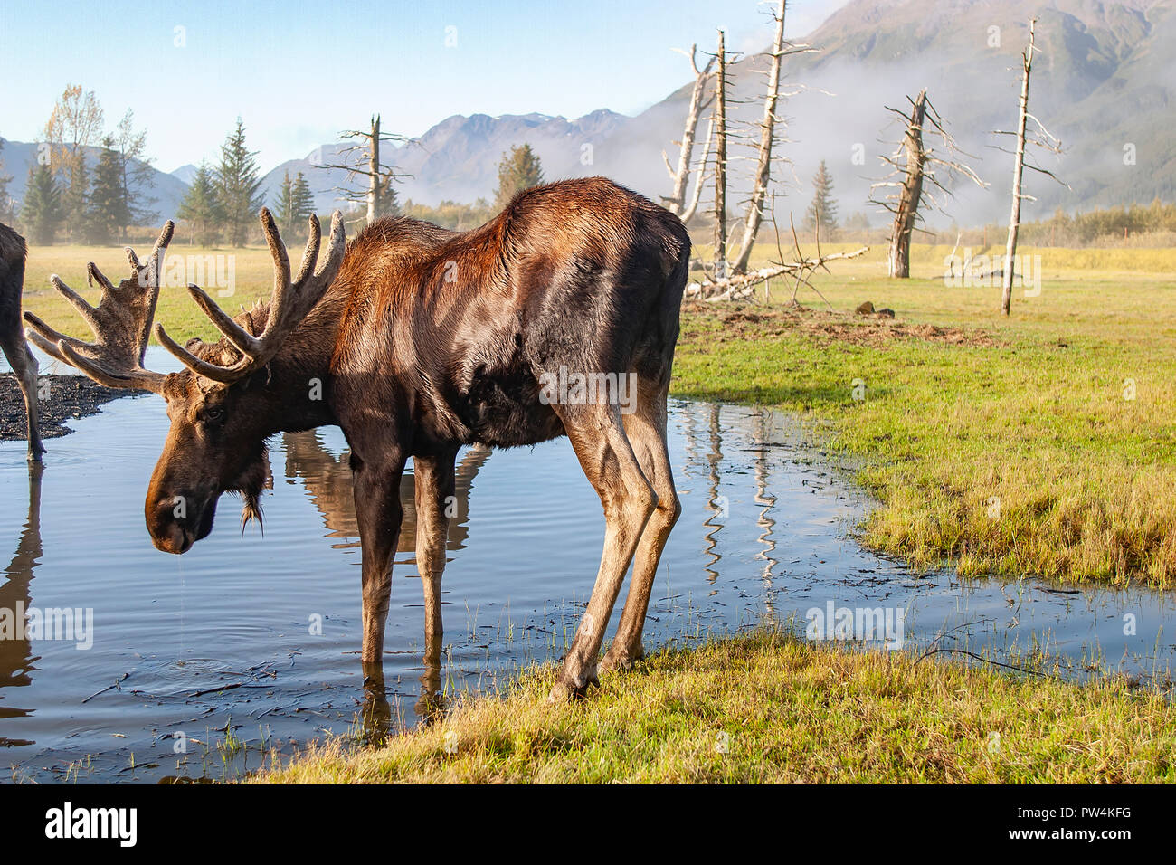 Full length of moose standing on lakeshore Stock Photo - Alamy