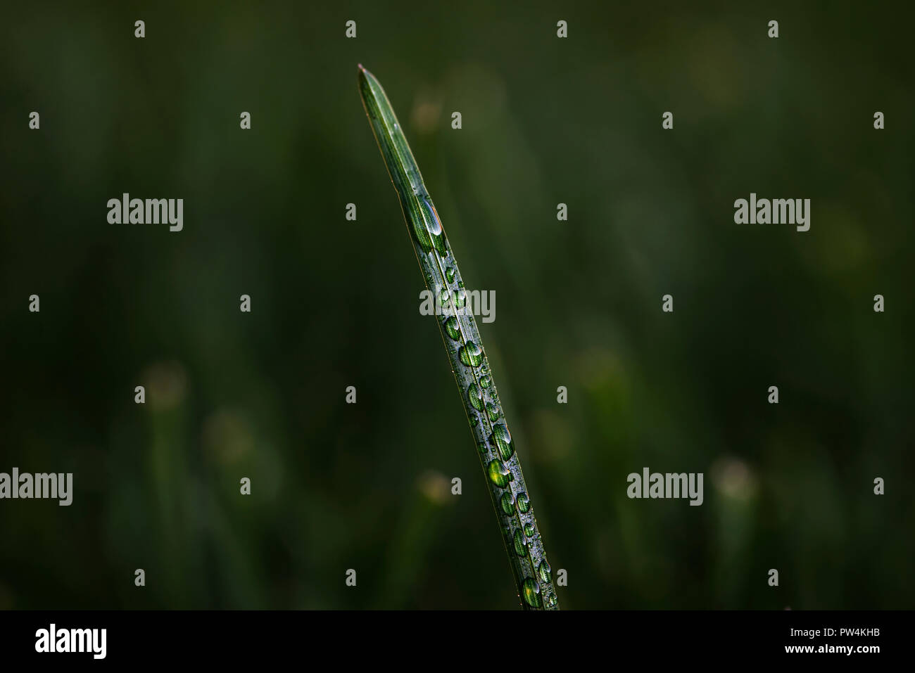 Wet grass with rain and water drops hi-res stock photography and images ...