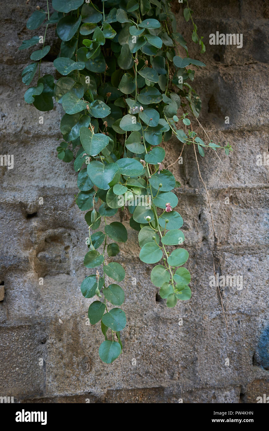 Capparis spinosa hi-res stock photography and images - Alamy