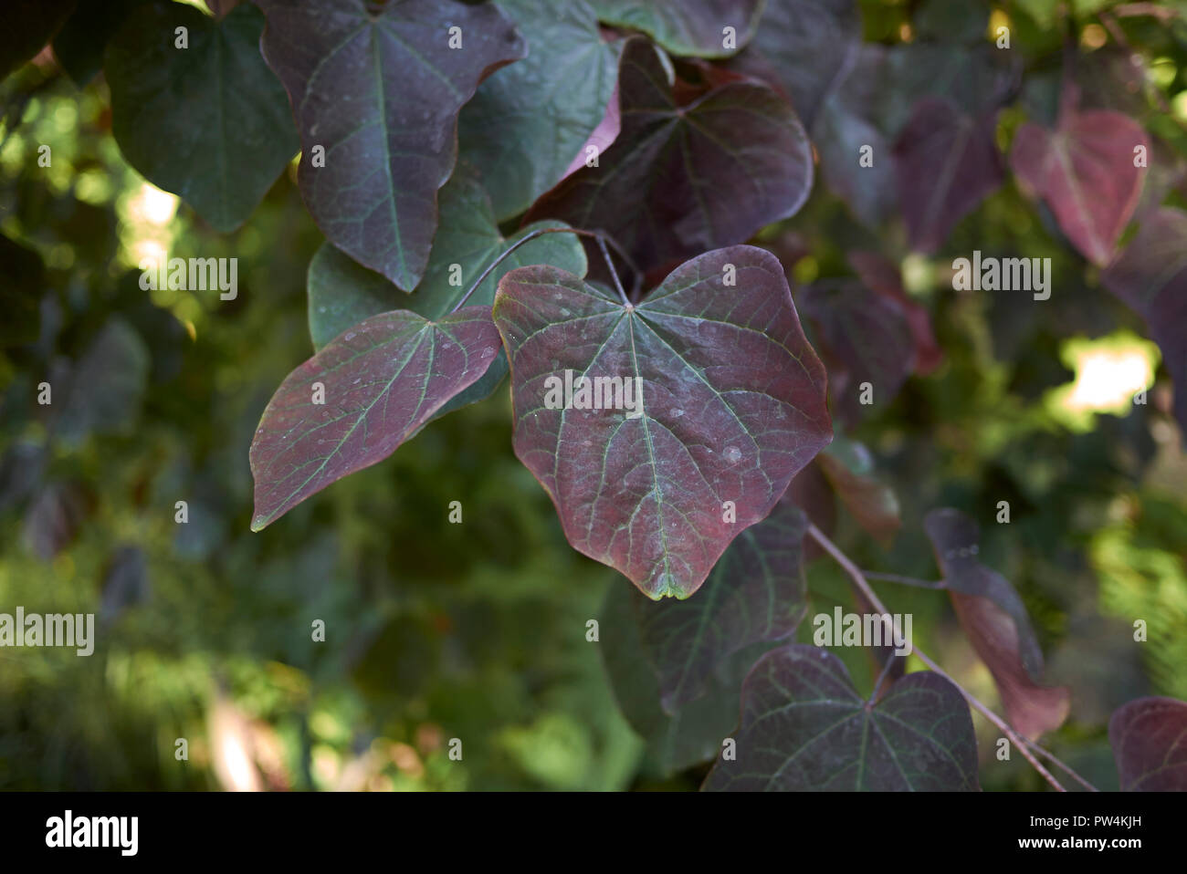 Cercis canadensis red foliage Stock Photo - Alamy