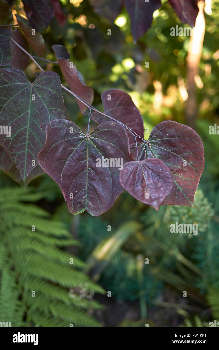 Cercis canadensis red foliage Stock Photo - Alamy
