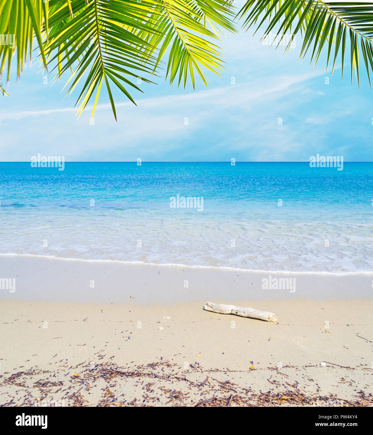 Palm tree branch over the beach Stock Photo - Alamy