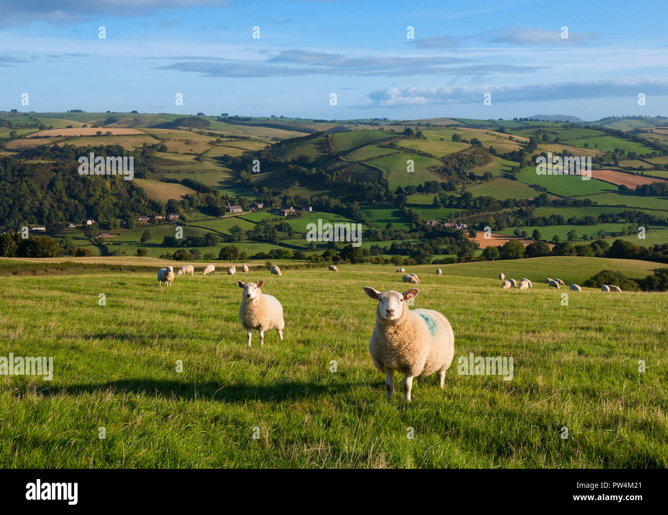 Shropshire hills sheep hi-res stock photography and images - Alamy