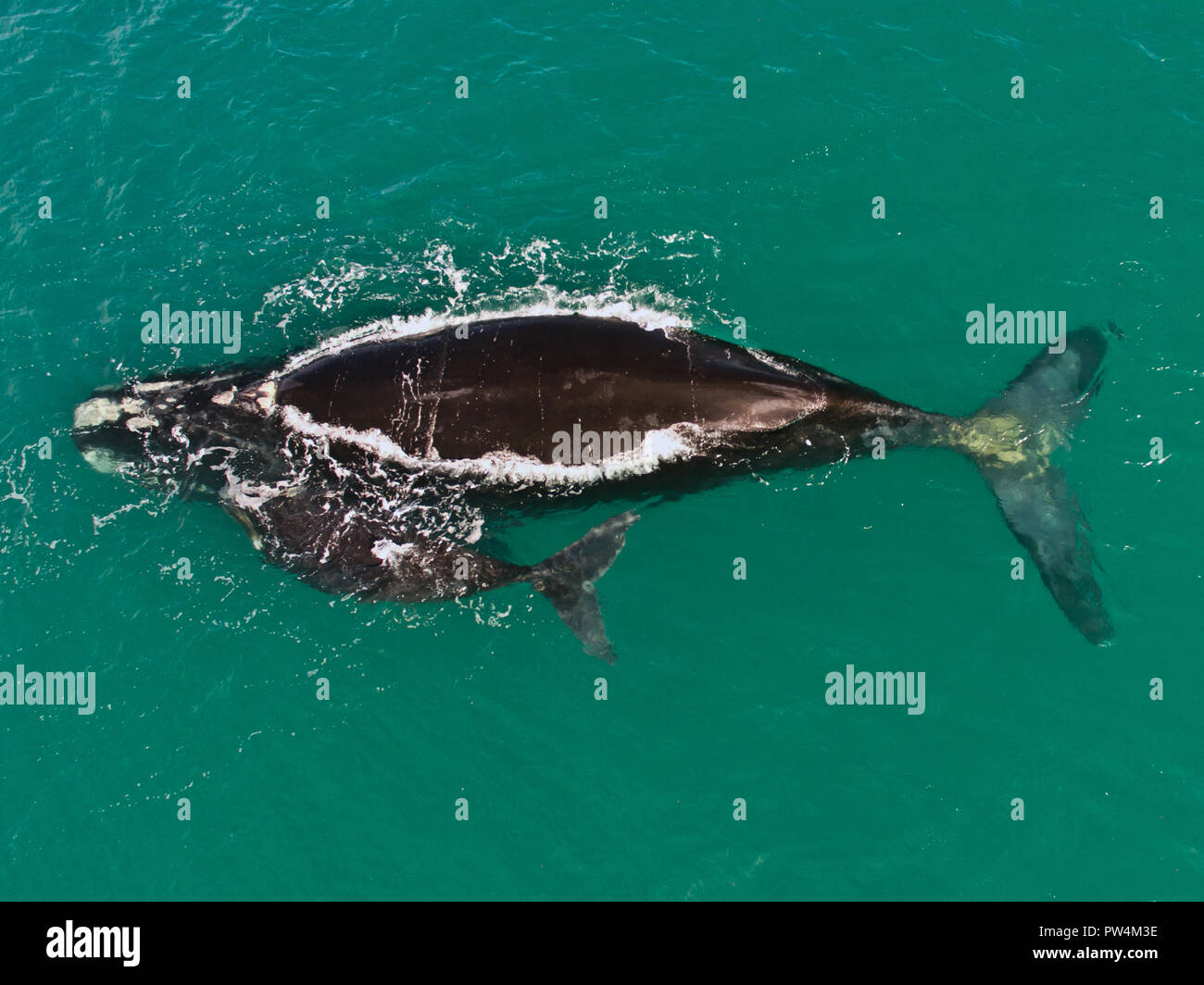 Southern Right whales Stock Photo - Alamy