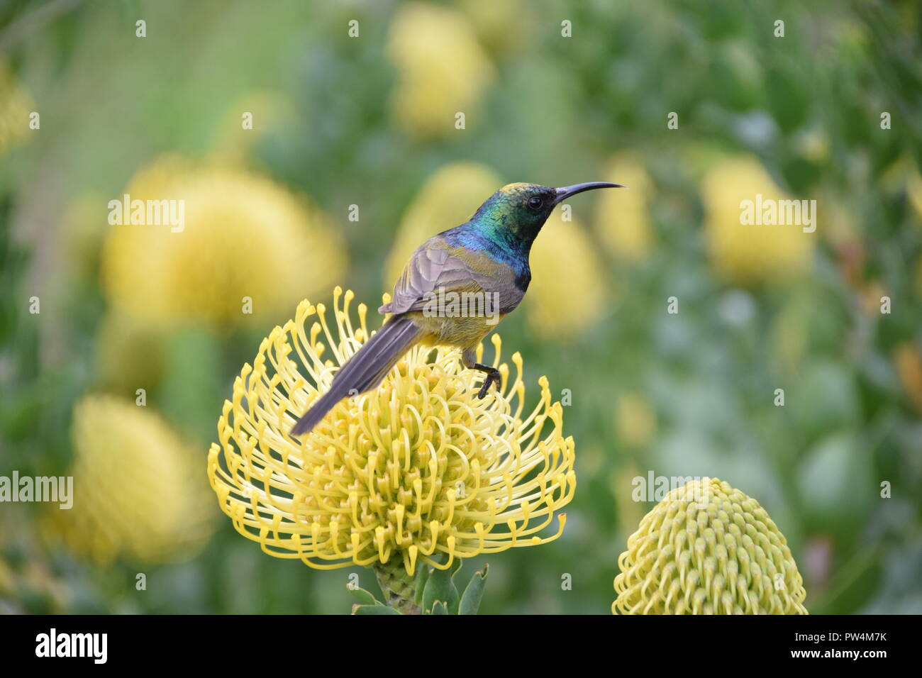 Orange-breasted Sunbird, South Africa Stock Photo - Alamy
